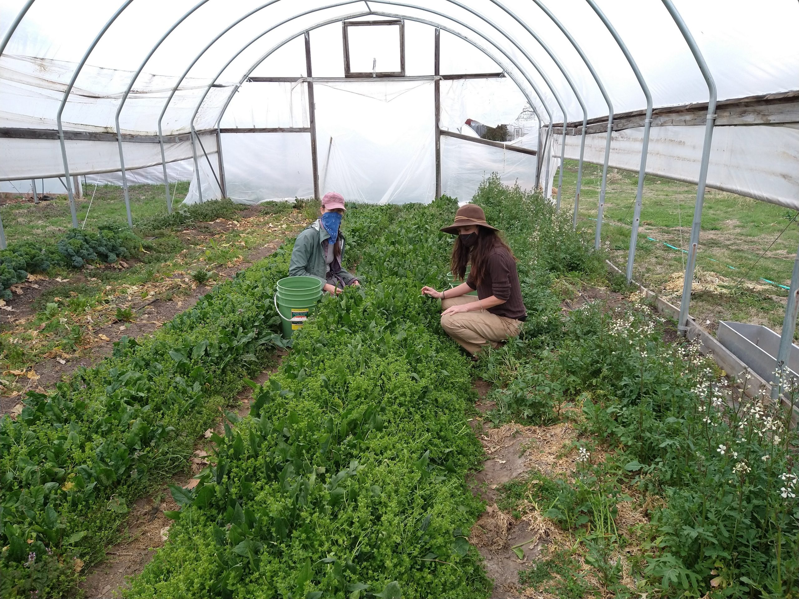 Food recovery program looking for farms and volunteers to help rescue ...